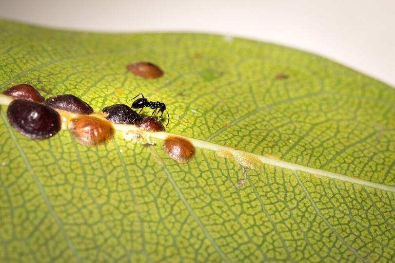 Scale Insects Control: The Best Tips & Home Remedies | Women's Alphabet