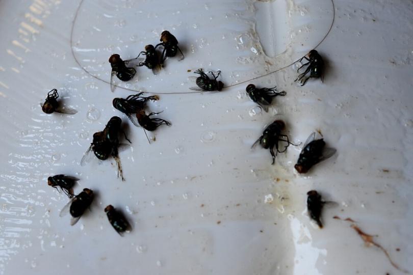 Home Remedy Against Flies: How to Get Rid of The Pests | Women's Alphabet