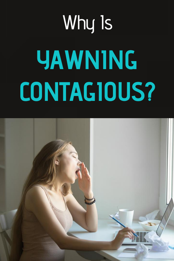 Why Is Yawning Contagious? Here's The Amazing Answer