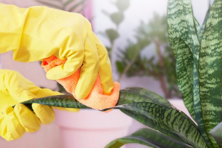 How to Make Flowers Last Longer: 7 Pro Tricks | Women's Alphabet